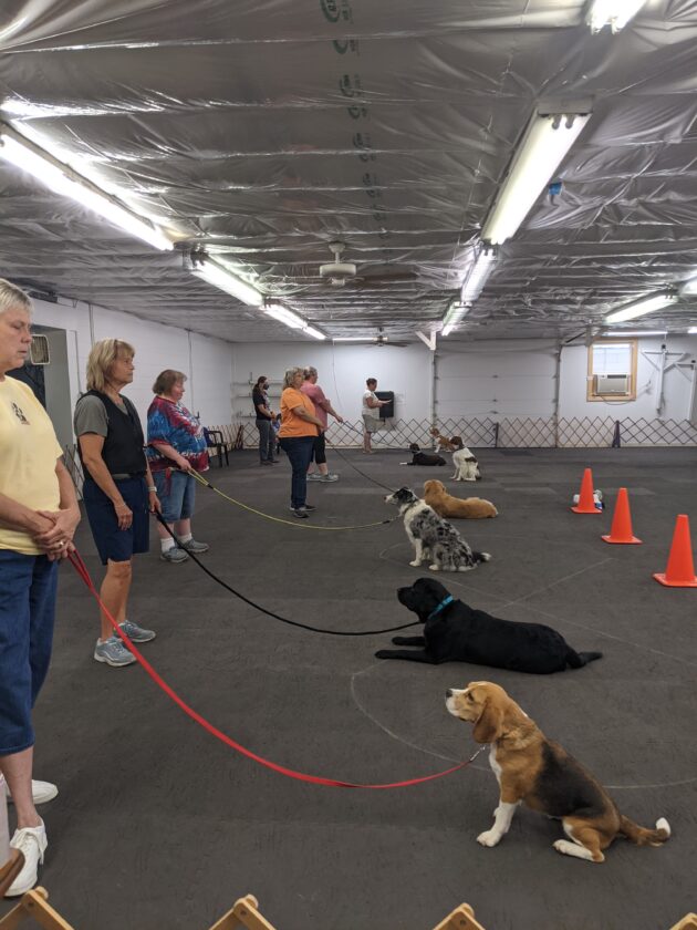 Paw & Hand Dog Training offers 100 years of experience | News, Sports ...